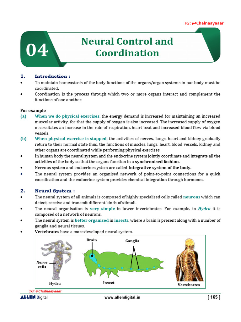 Neural System and Coordination | PDF | Chemical Synapse | Axon