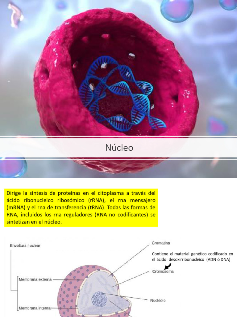 Núcleo 2 | PDF | Nucleo celular | Anatomía Celular