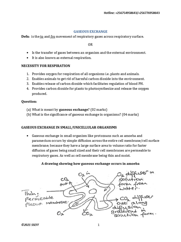 O Levo Gaseous exchange@SSEFF | PDF | Gill | Respiratory System
