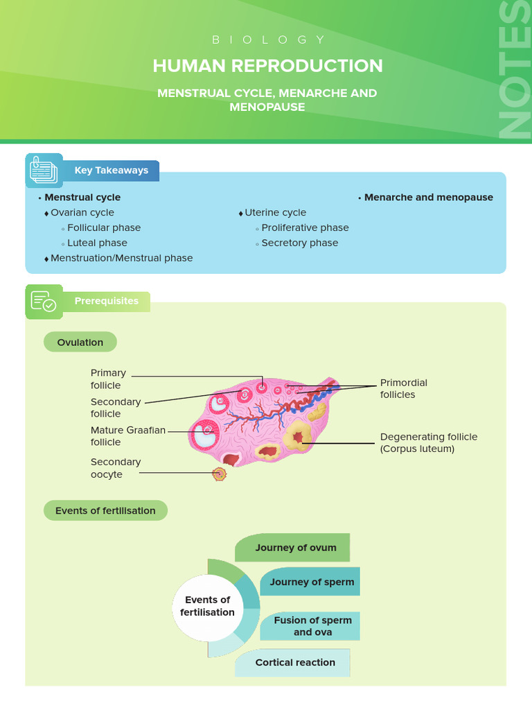 Human Menstrual Cycle Overview | PDF | Menstrual Cycle | Luteinizing ...