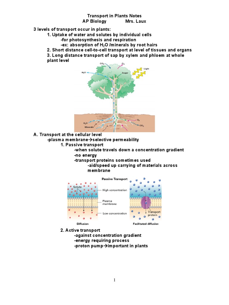 Transport in Plants Notes | PDF | Stoma | Osmosis