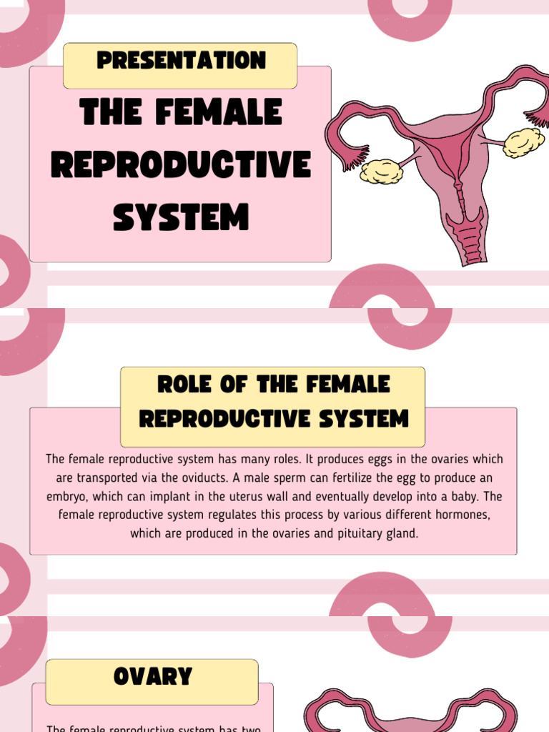 Female Reproductive System Overview | PDF | Menstrual Cycle ...