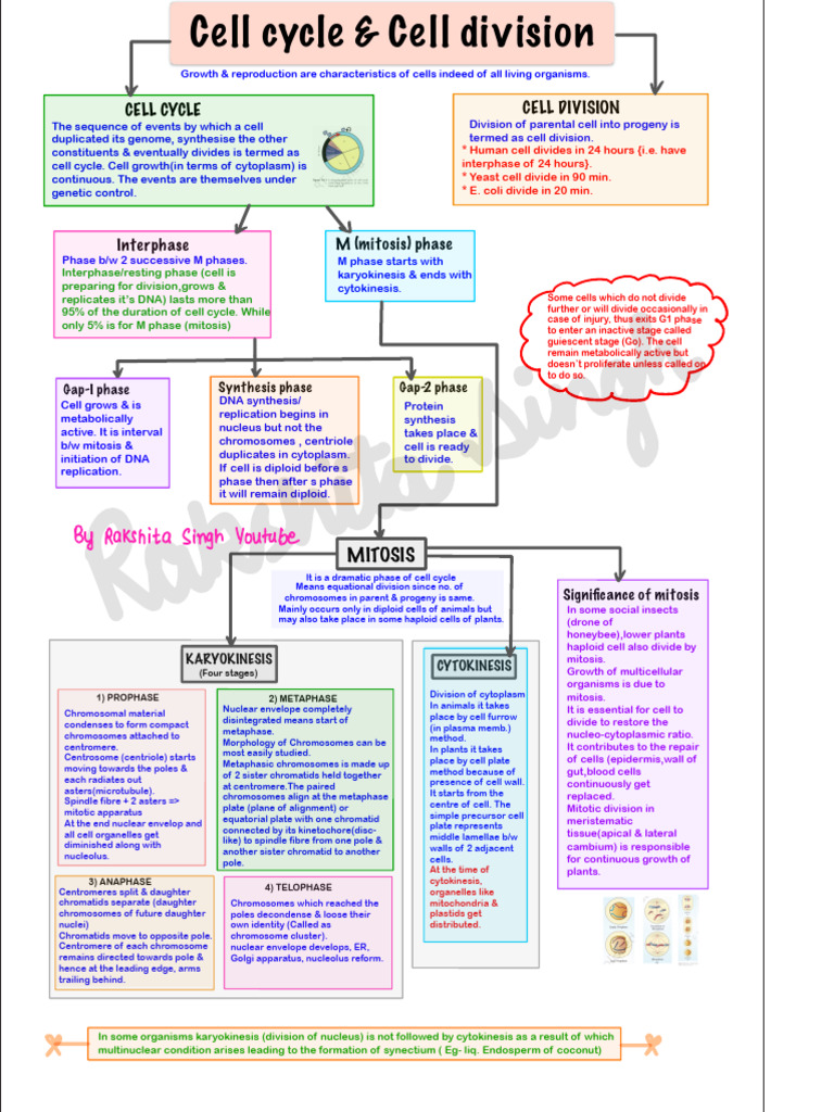 Cell Cycle and Division Explained | PDF | Meiosis | Mitosis