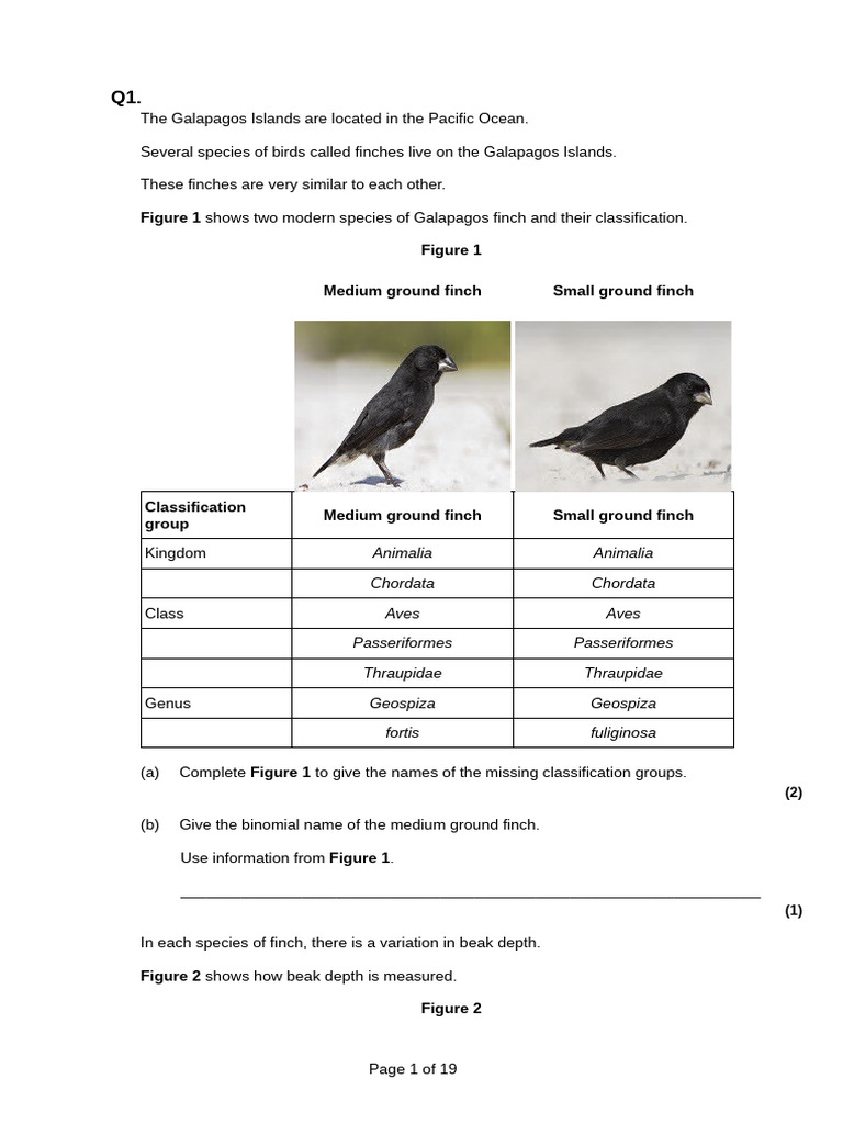 Classification past paper questions | PDF | Genotype | Reproduction