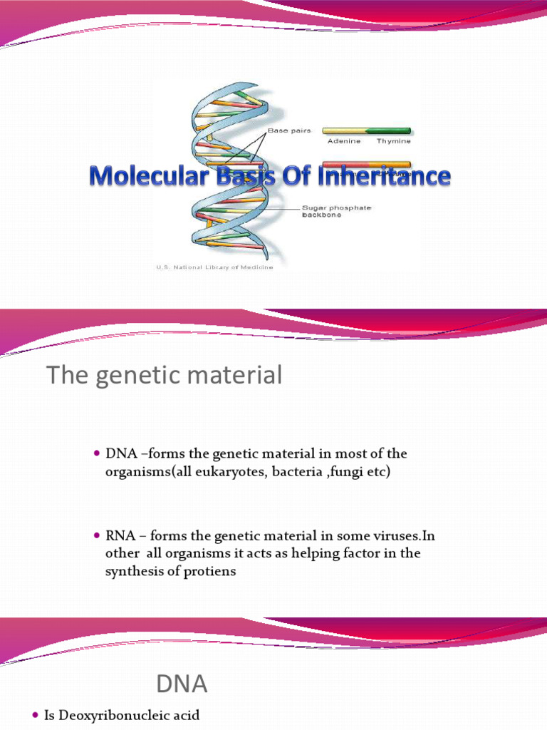 Molecular Basis of Inheritance | PDF | Operon | Rna