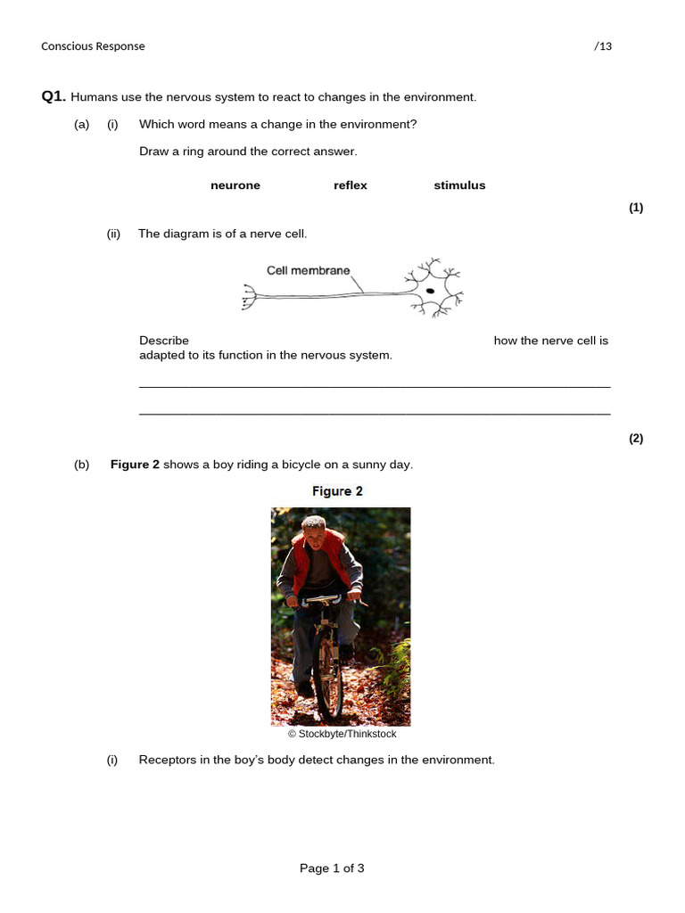 L1 - Exam qs | PDF | Nervous System | Neuron L1 - Exam qs | PDF | Nervous System | Neuron