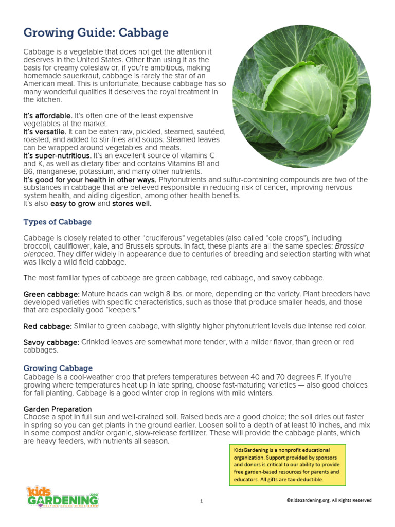 agric ideas | PDF | Cabbage | Agriculture