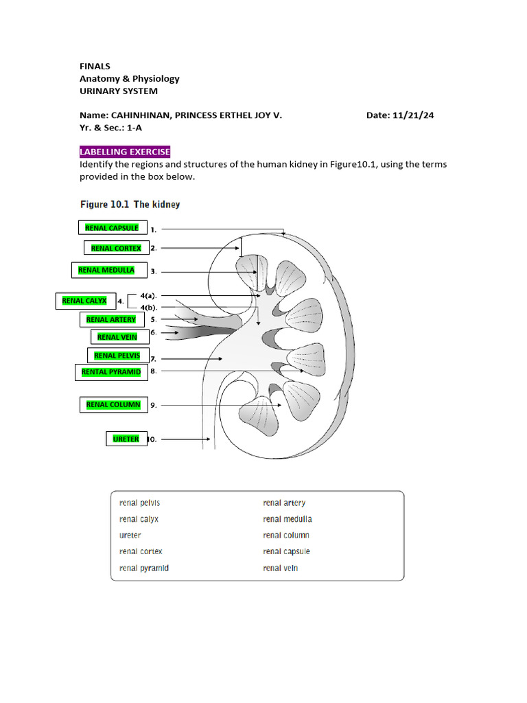 Urinary System Anatomy and Functions | PDF | Kidney | Urinary System