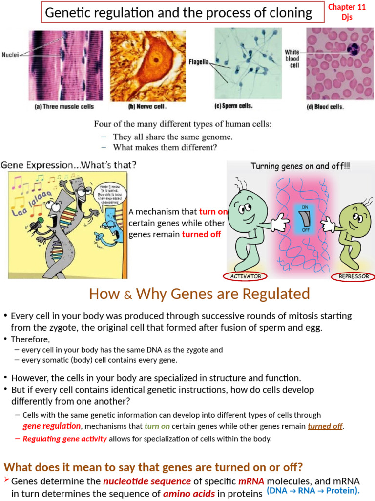 Genetic Regulation and The Process of Cloning (DJS) | PDF | Operon | Gene