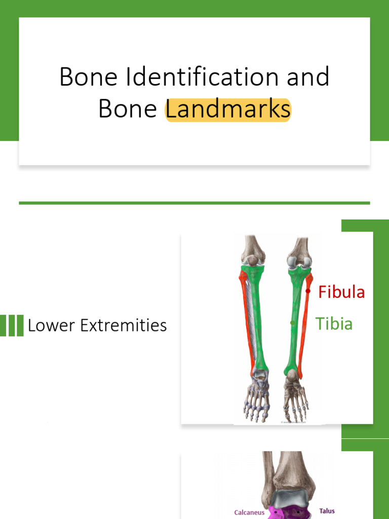 Anatomy Lab Exam Study Guides 1 | PDF | Vertebra | Anatomical Terms Of ...
