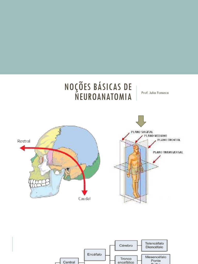 Aula 1 - Noções Básicas de Neuroanatomia | PDF