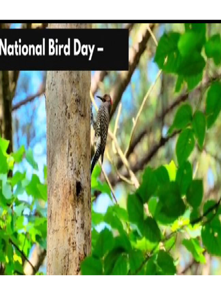 Happy National Birds Day | PDF