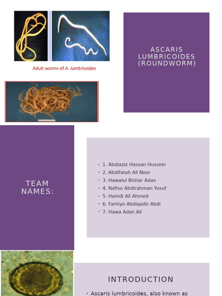 Presentation (8) (2) Roundworm | PDF | Medical Specialties | Epidemiology