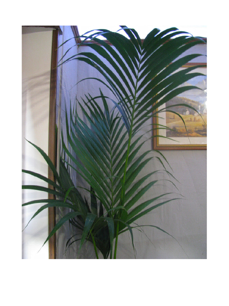 Howea Forsteriana | PDF