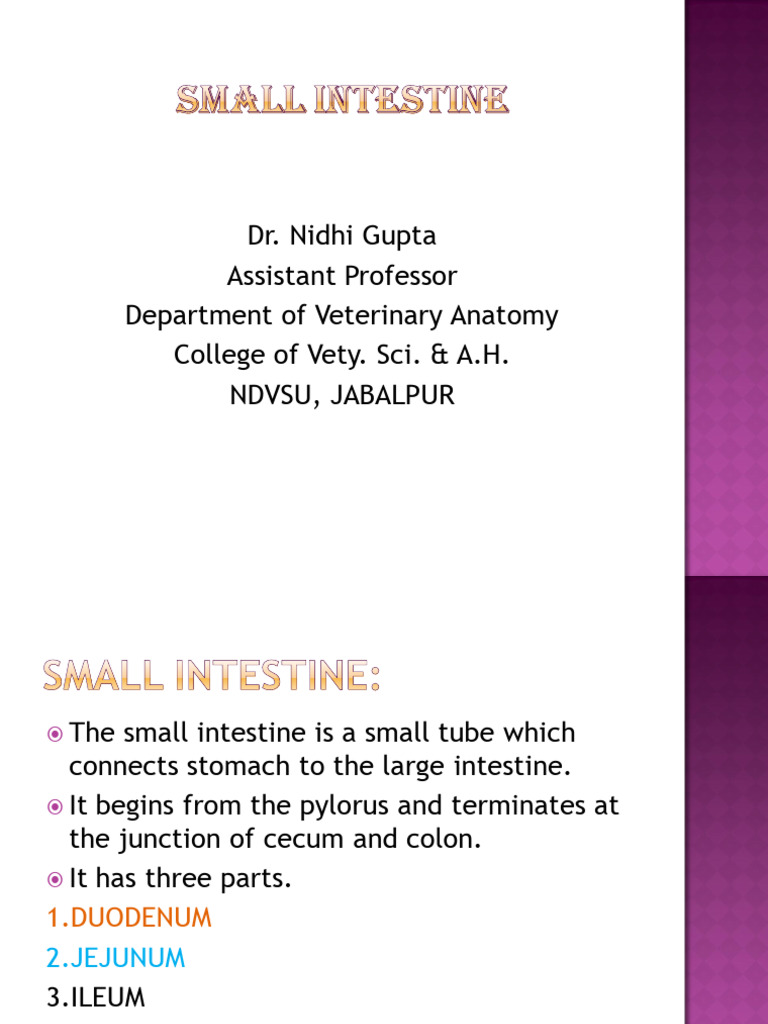 Small Intestine Parts | PDF | Small Intestine | Gastrointestinal Tract