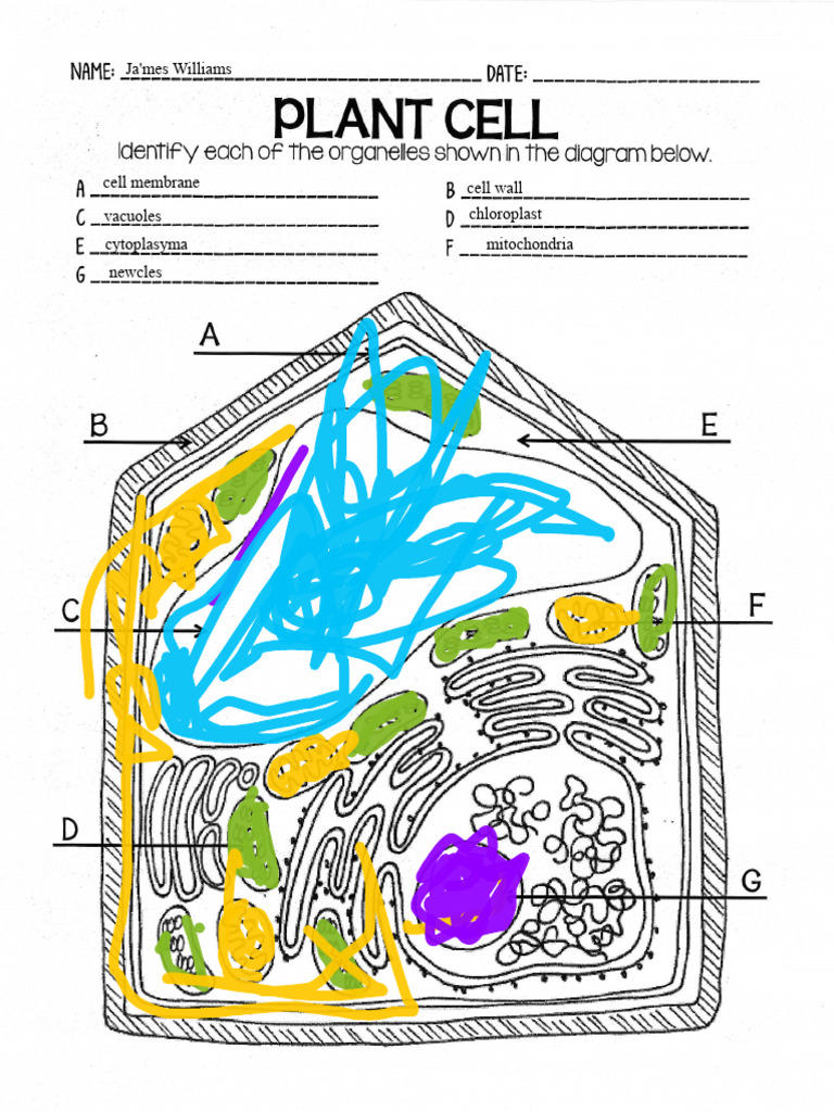 Ja'Mes Williams - Plantcell-Printable | PDF