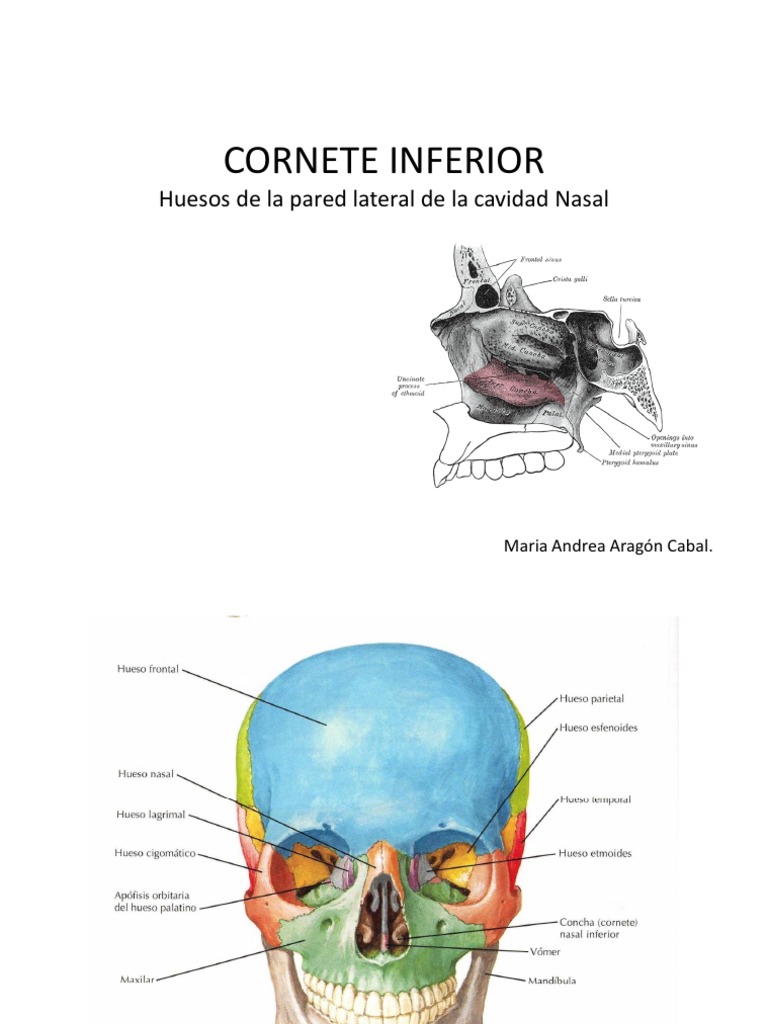 Anatomia ¨Cornete inferior¨