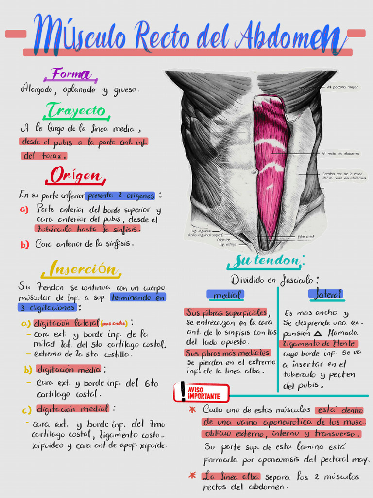 Músculos de la pared ant Lat del abdomen_240414_021426 | PDF