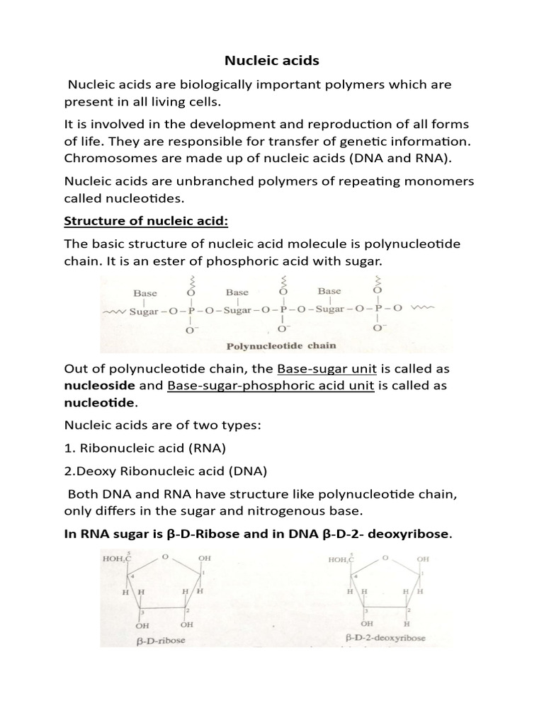 Nucleic Acid New | PDF | Nucleic Acids | Nucleotides