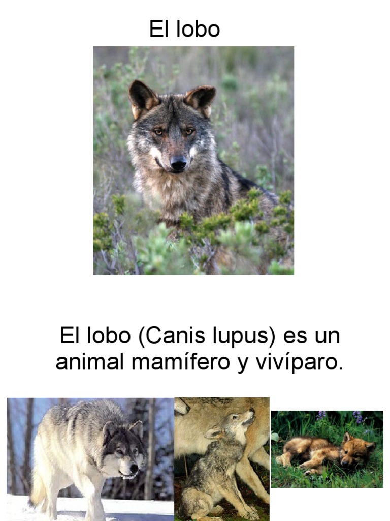 Información sobre el lobo para niños | PDF