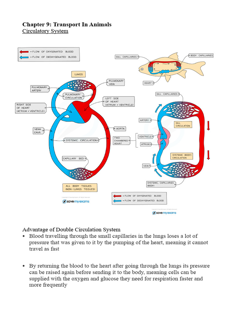 Chapter 9 - Transport in Animals | PDF