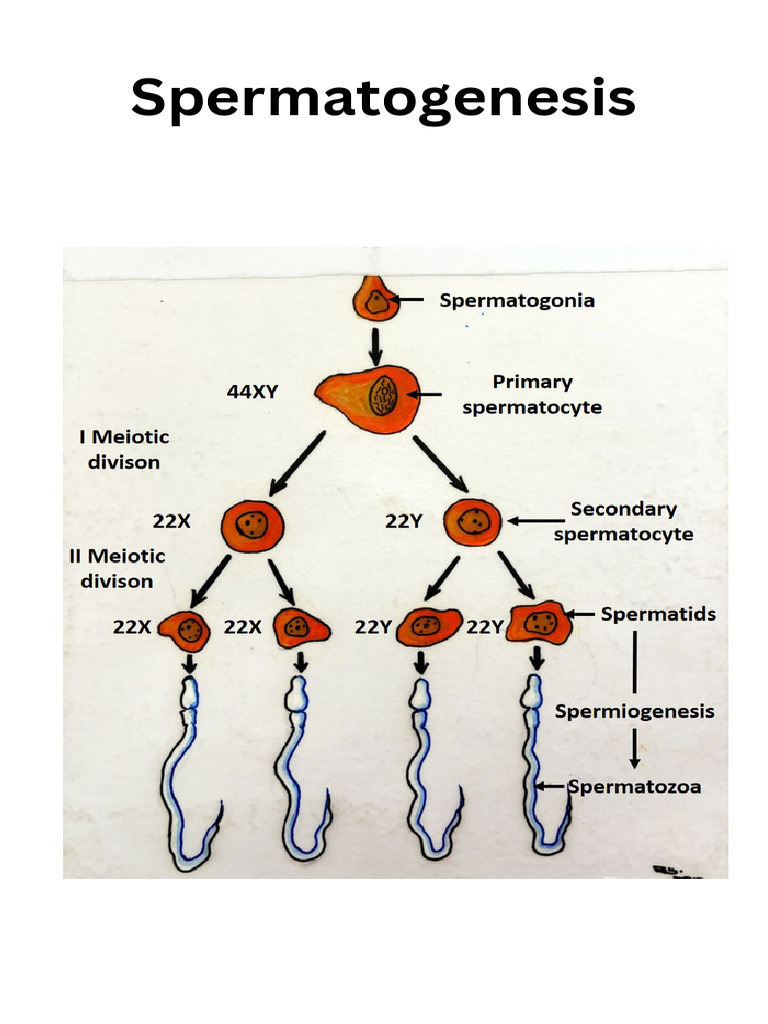 General Embryology 1 Pdf 8961