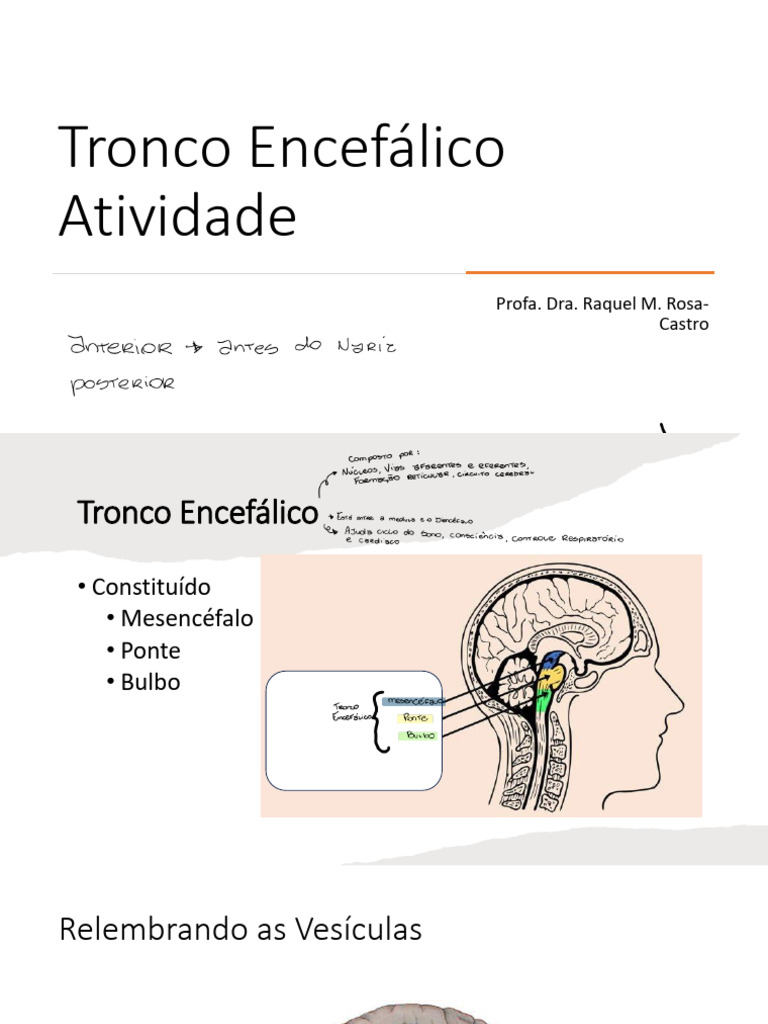Aula 4 Tronco Encefálico - Aula - Atividade - 241017 - 153 - 241103 - 162153 | PDF | Cerebelo ...