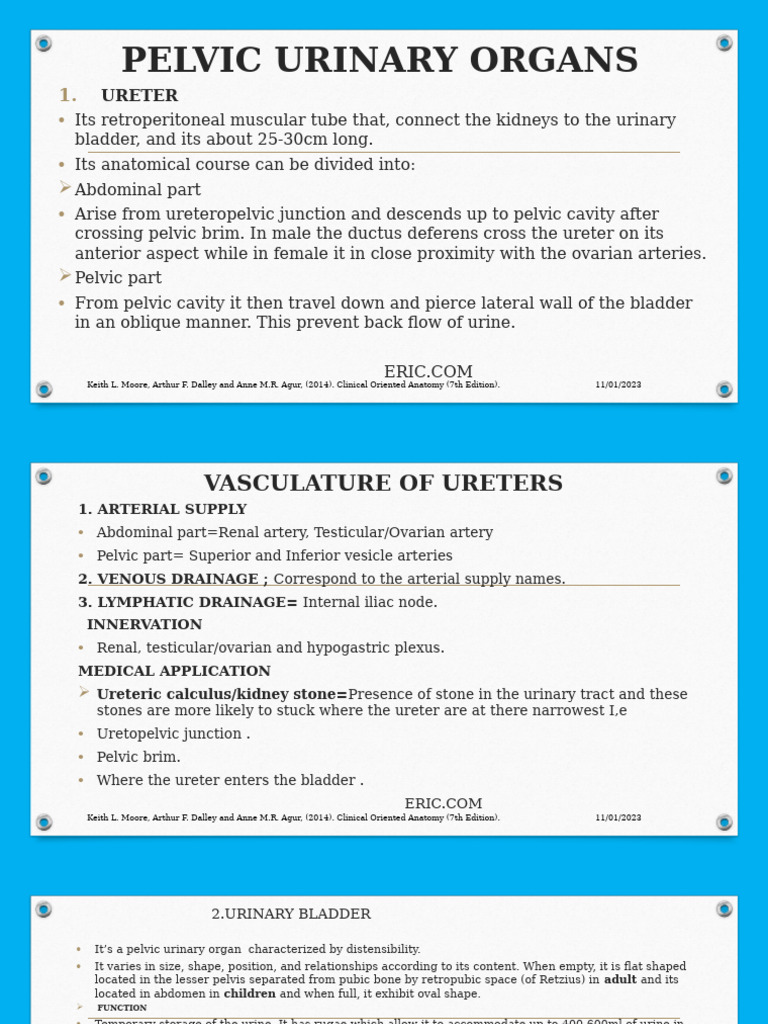 Ureter Anatomy and Surface Markings | PDF | Pelvis | Animal Anatomy