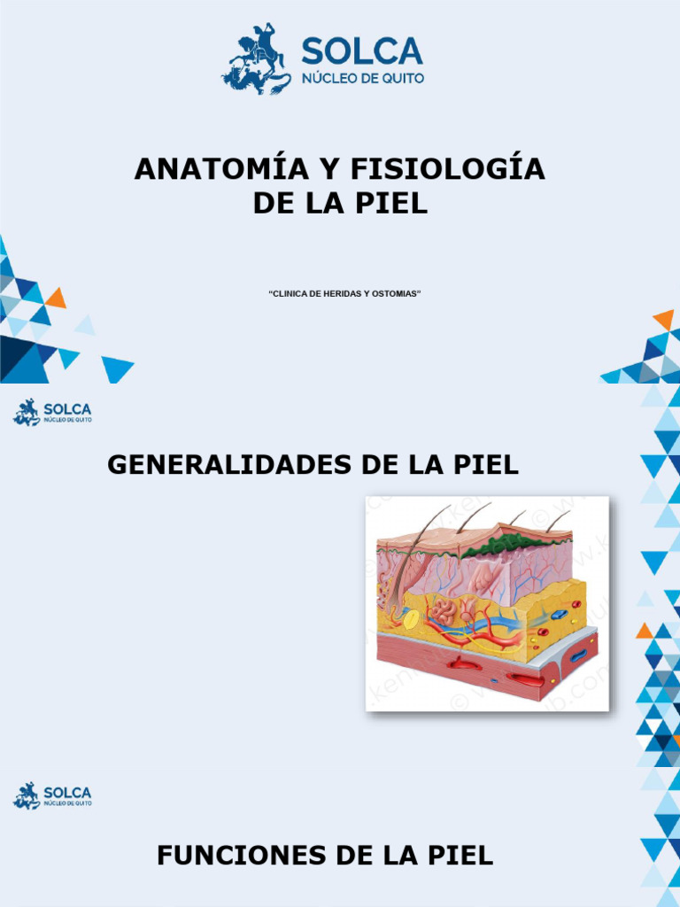 Anatomía y Fisiología de La Piel | PDF | Epidermis | Piel
