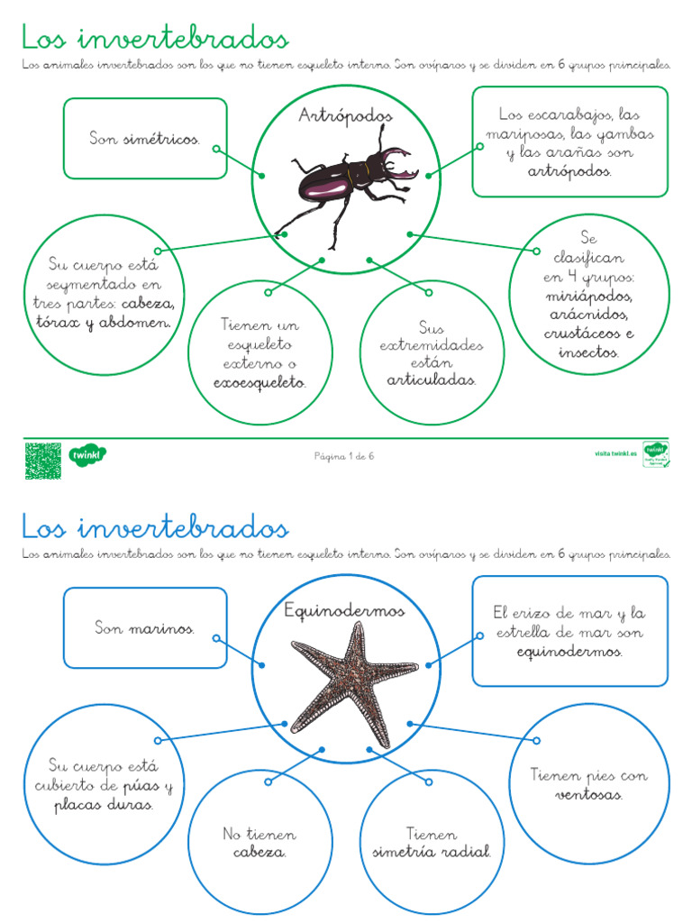 Clasificación de Invertebrados para Niños | PDF | Invertebrado | Esqueleto