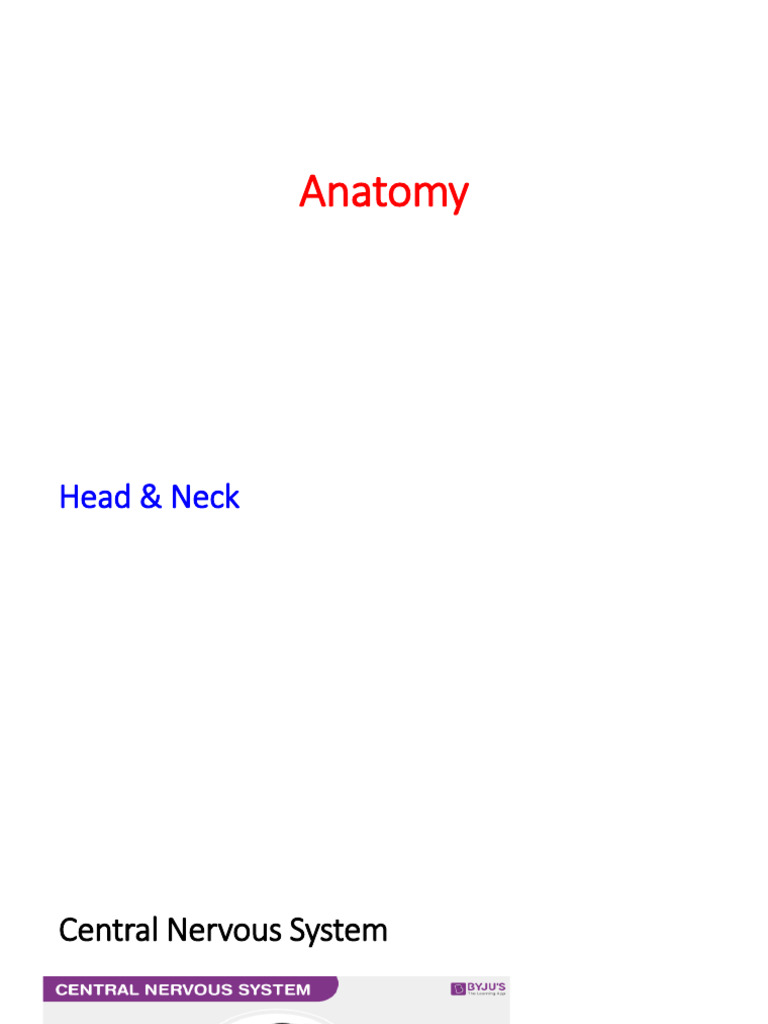 Anatomy 1 | PDF | Spinal Cord | Neck