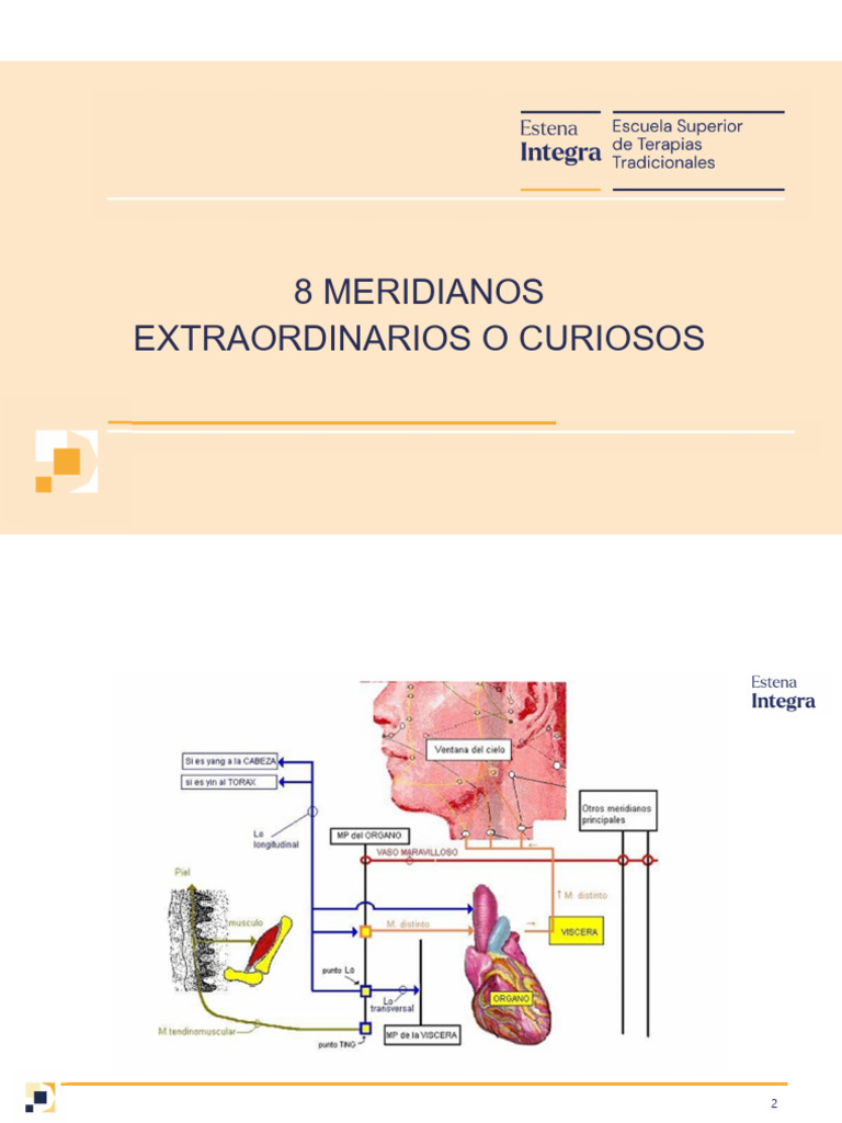 Recorrido Merid. Curiosos | PDF | Abdomen | Anatomía humana