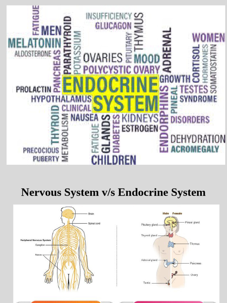 Endocrine vs Nervous System Basics | PDF