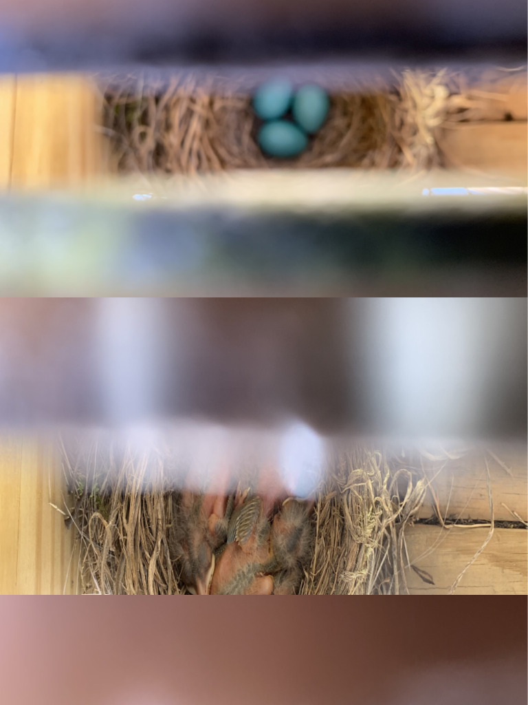 Birds Growth Over Time Presentation With Coments | PDF