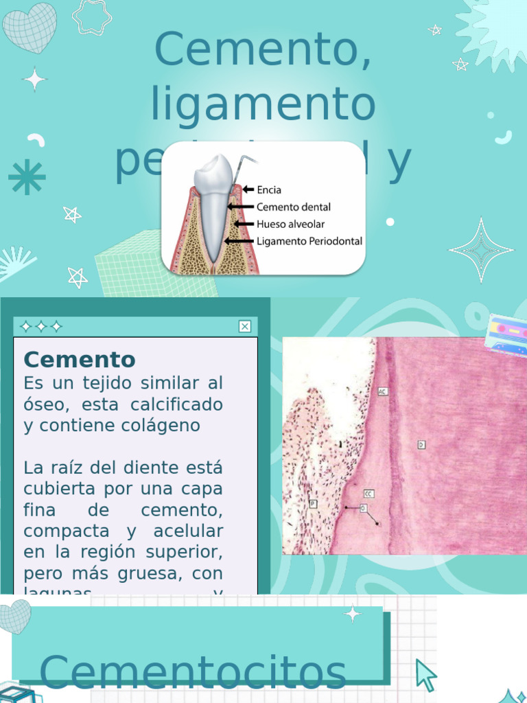 Cemento, Ligamento y Encia | PDF | Hueso | Anatomía