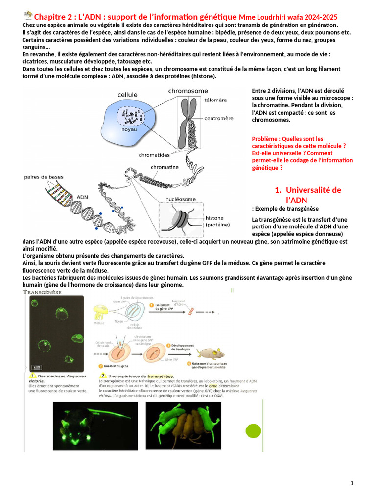 Chapitre2 ADN Transgenese-Specialisation Cellules552825122 | PDF | ADN | Gène