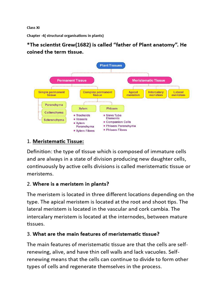 Plant Tissue Structure and Functions | PDF | Tissue (Biology) | Leaf