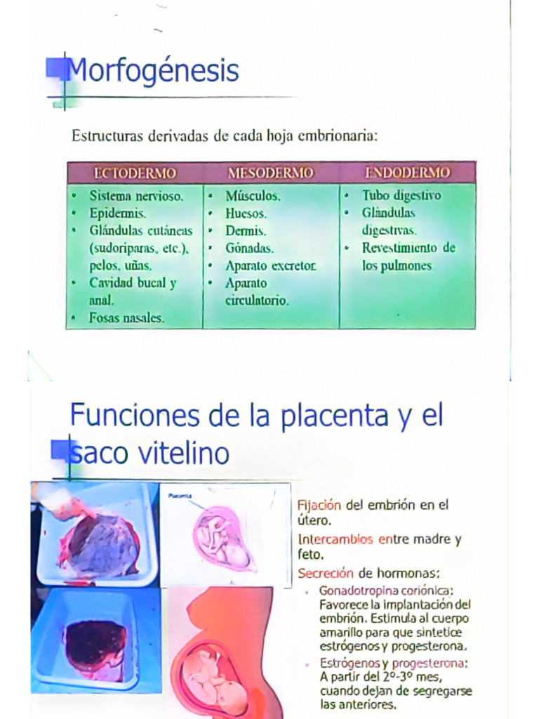 MORFOGENESIS | PDF