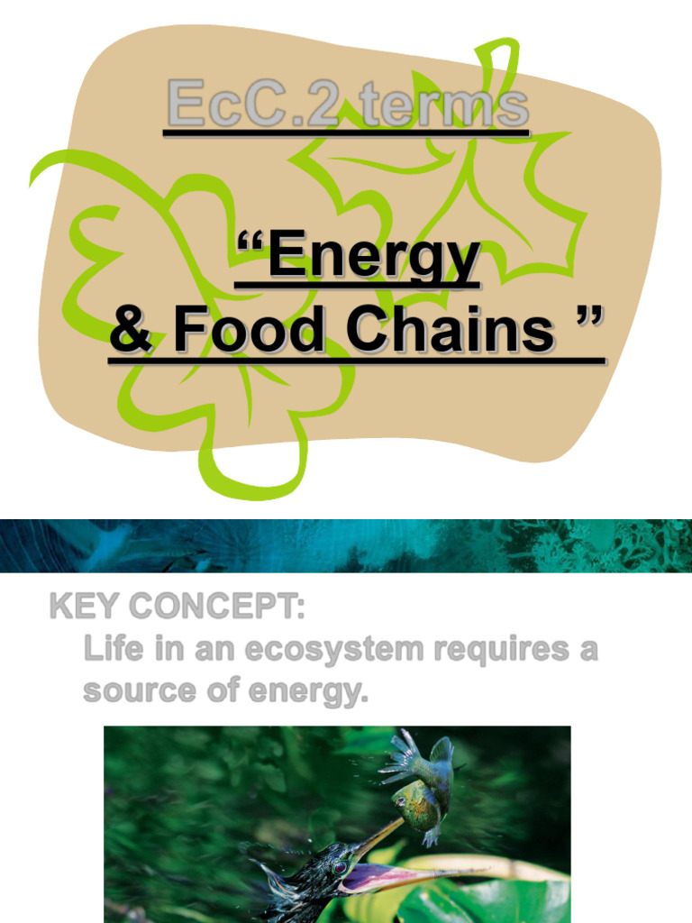 Energy-Food Chain | PDF | Food Web | Foods