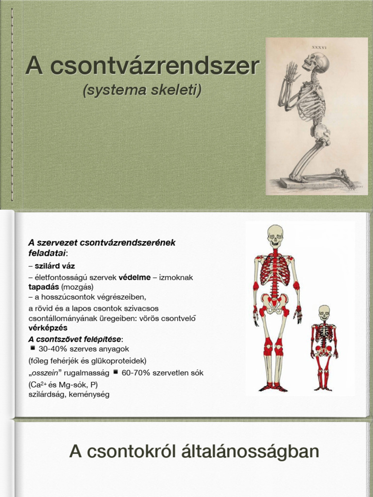 5-6.óra A Csontvázrendszer Hall | PDF