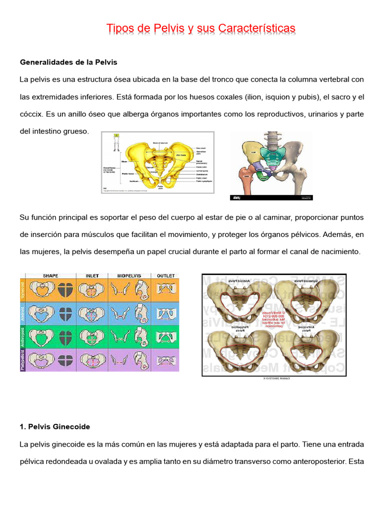 Tipos de Pelvis y sus Características | PDF | Pelvis | Sistema ...