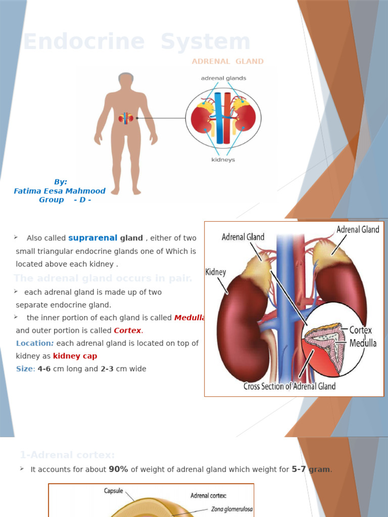 Endocrine System: Adrenal Gland | PDF | Adrenal Gland | Endocrine System