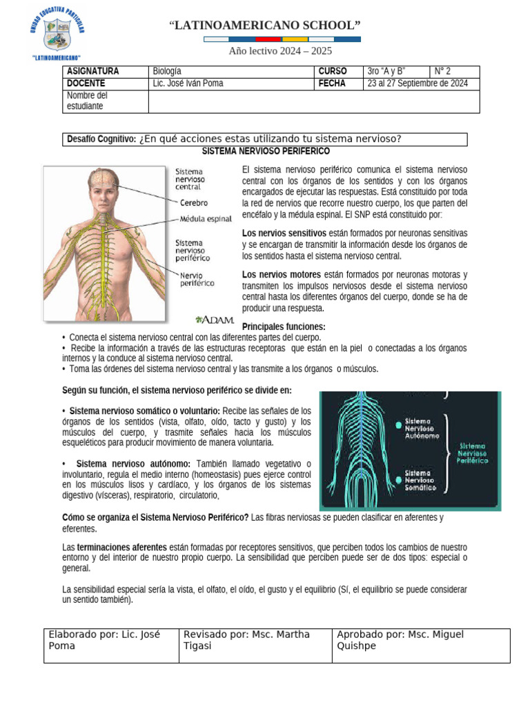 S2 Biologia 3ros Sistema Nervioso Periferico | PDF | Sistema nervioso ...