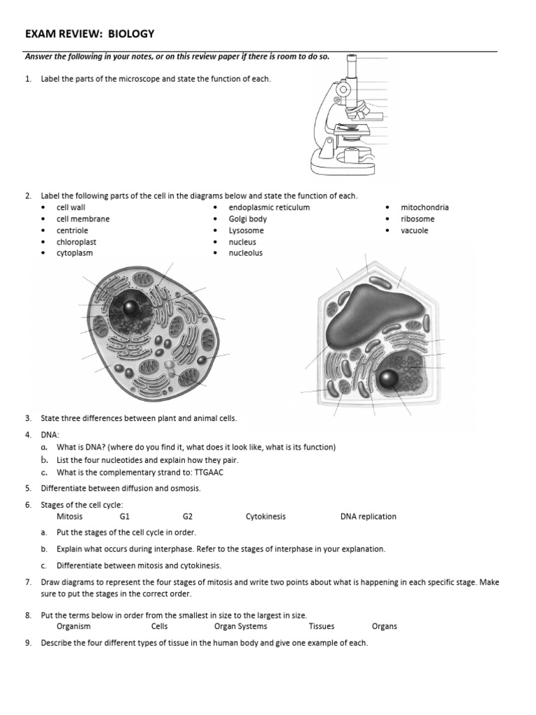 Biology Exam Review Guide | PDF | Respiratory System | Lung