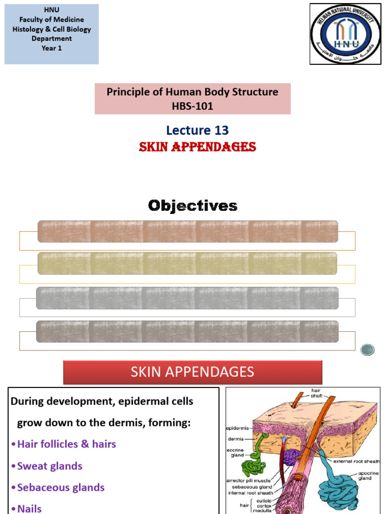 Lecture13 Skin Appendages | PDF | Hair | Skin