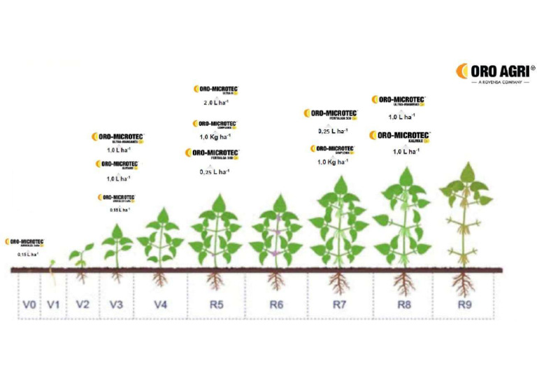 Programa Nutricional Rovensa - Feijao | PDF