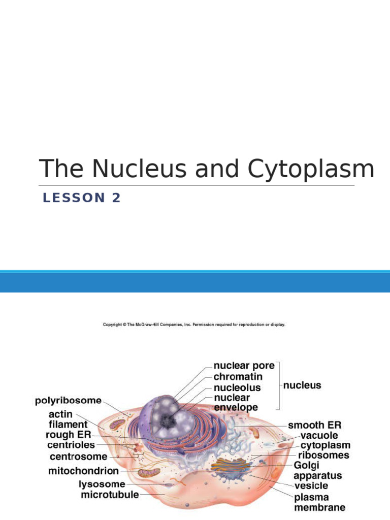 LESSON 2 - The Cell (Organelles)(1) | PDF | Endoplasmic Reticulum ...