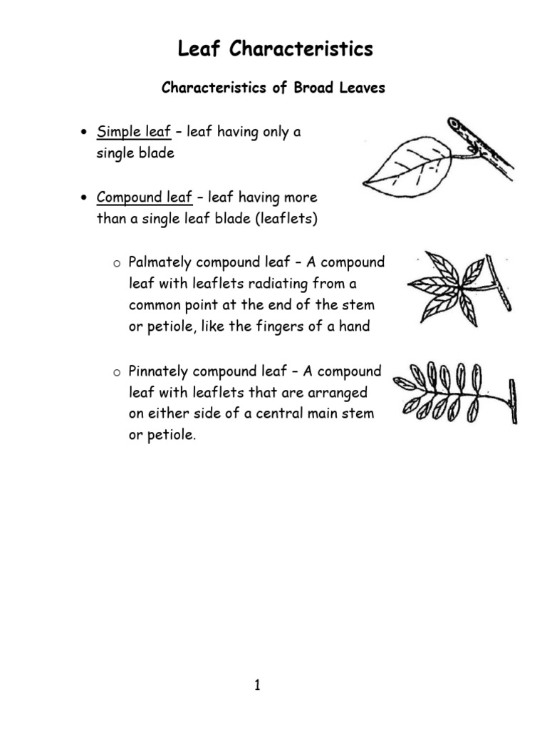 Leaf Characteristics Overview | PDF | Leaf | Branches Of Botany