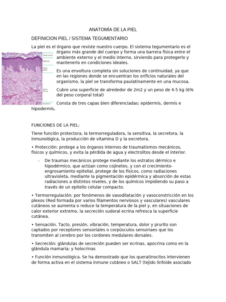 Anatomía Y Funciones De La Piel Pdf Piel Epidermis