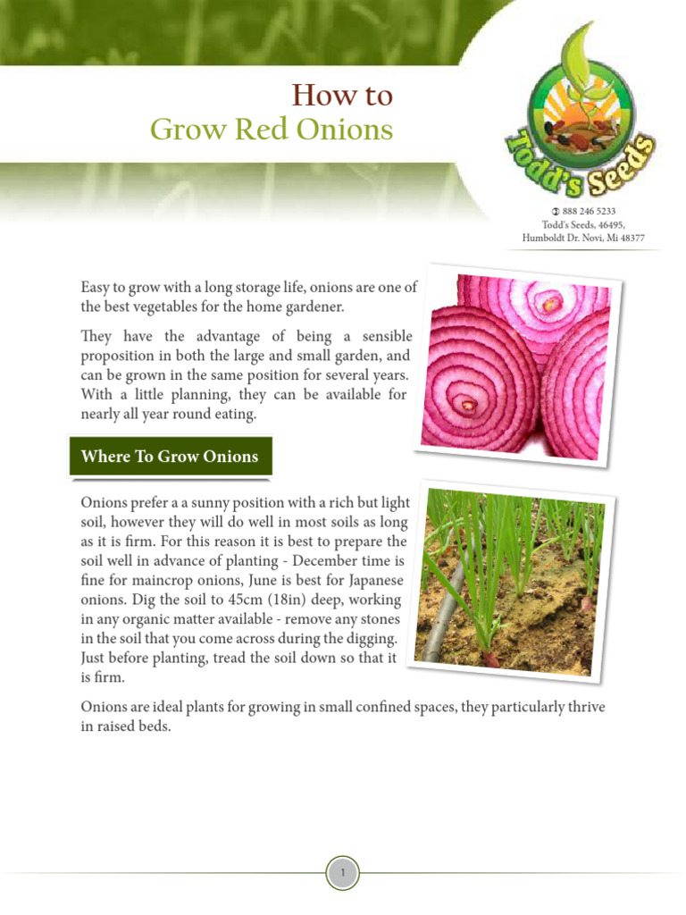 How to Grow Red Onions Successfully | PDF